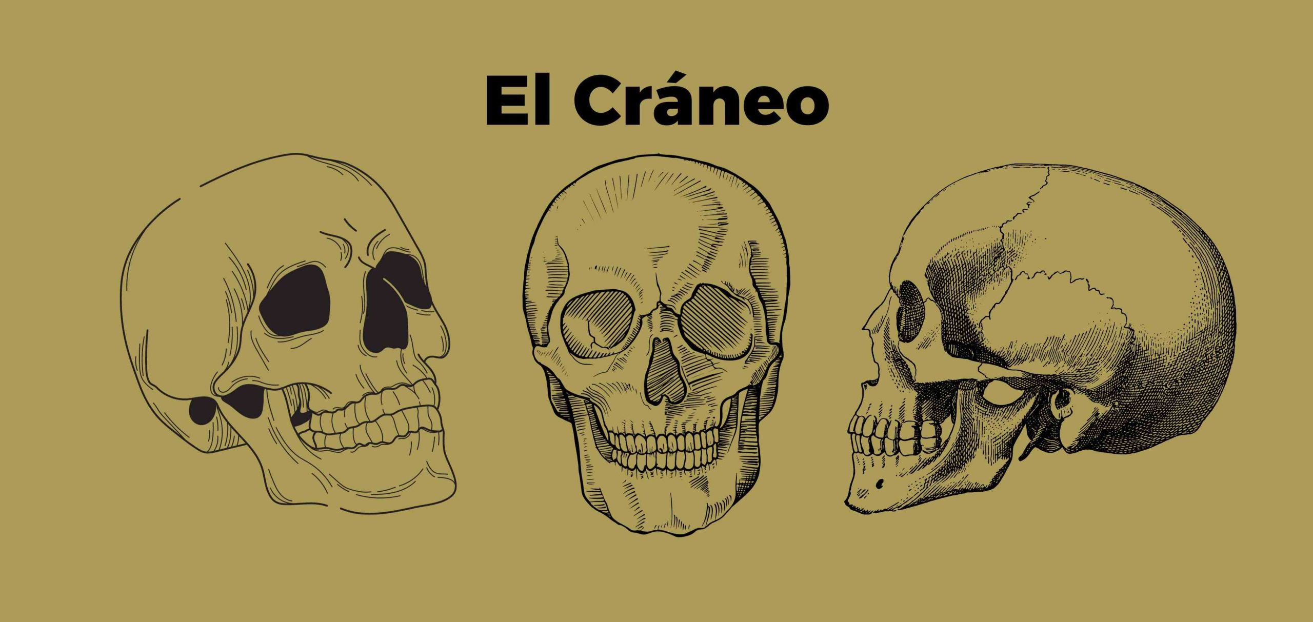 Conoce cuales son los huesos del CRÁNEO - Nombres